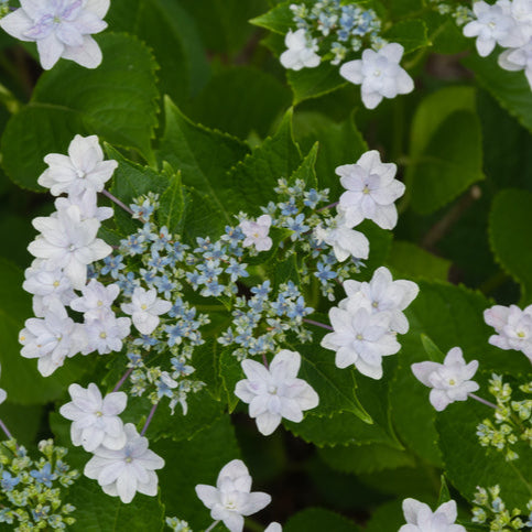 Hydrangea Fuji Waterfall – Making Gardens Affordable