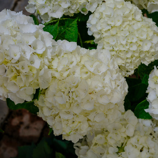 Hydrangea Schneeball – Making Gardens Affordable