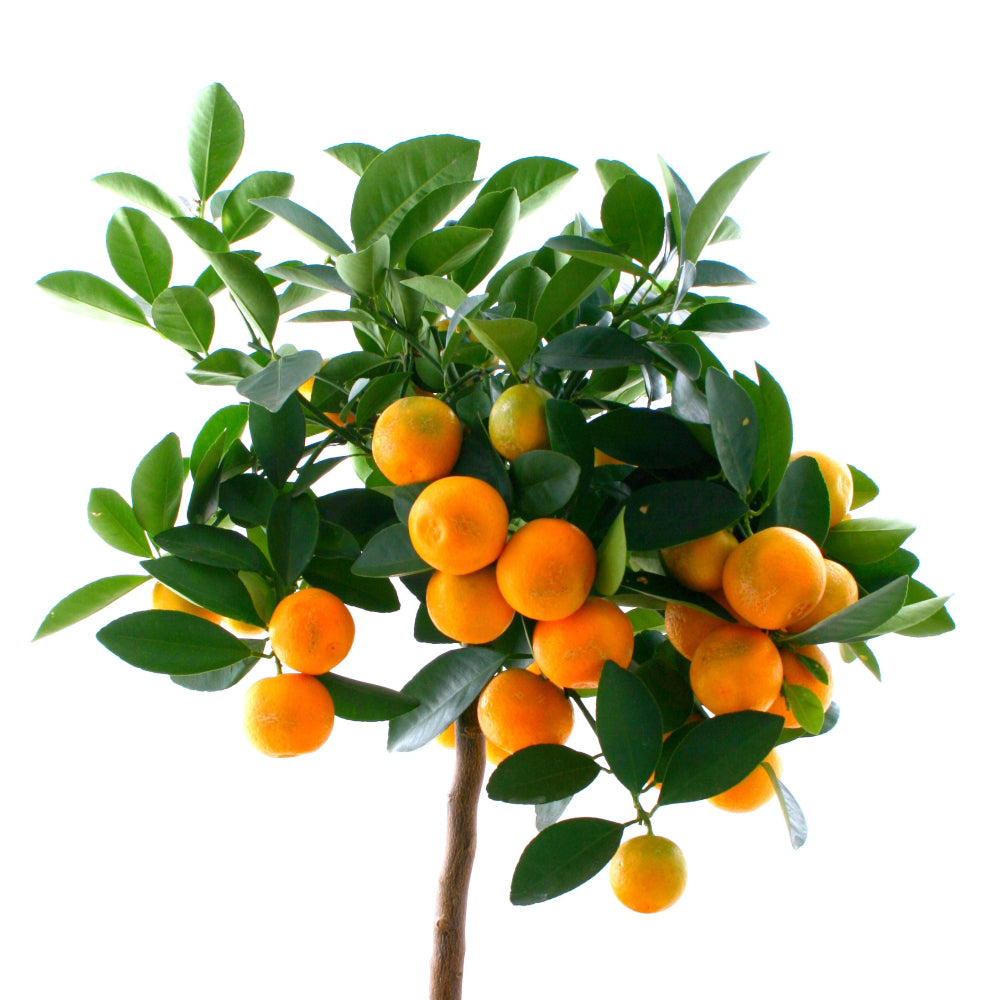 Orange Powell Navel Dwarf – Making Gardens Affordable